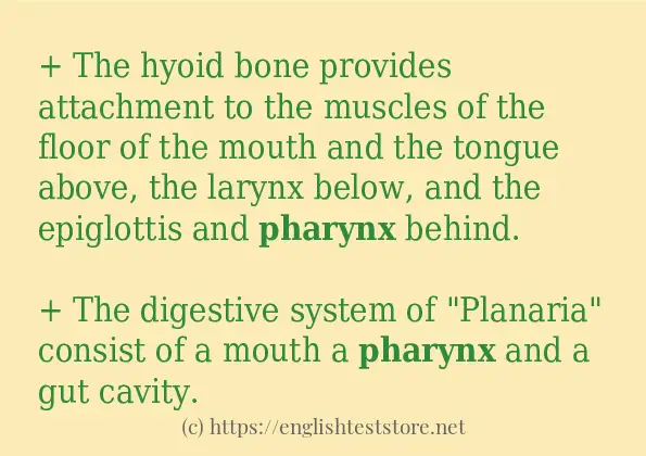 Pharynx Meaning