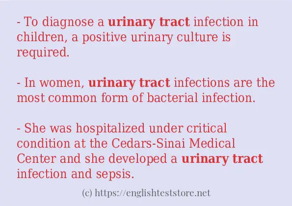 In sentence examples of "urinary tract" - EnglishTestStore Blog