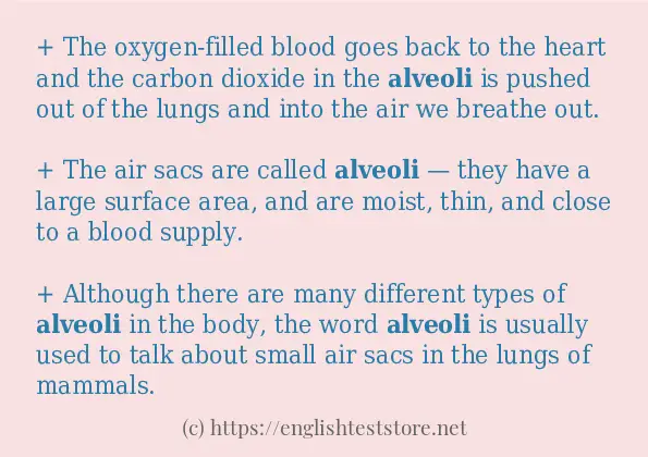 "alveoli" use in sentences - EnglishTestStore Blog