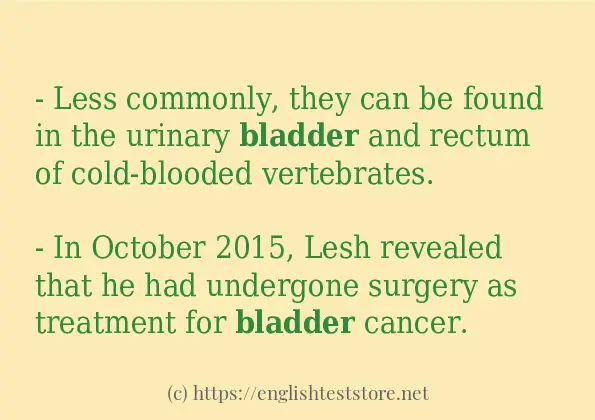 "bladder" how to use in sentences - EnglishTestStore Blog